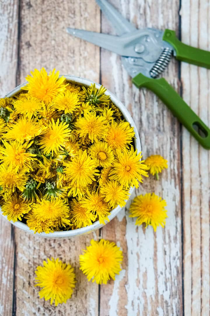 Foraging Dandelions, Common Uses and Benefits - greenbeautymama.com