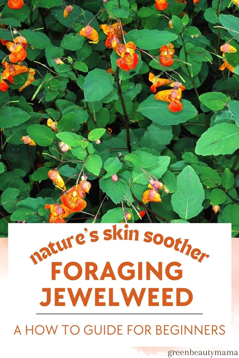 Foraging Jewelweed: The Forager's Friend for Skin Soothing ...